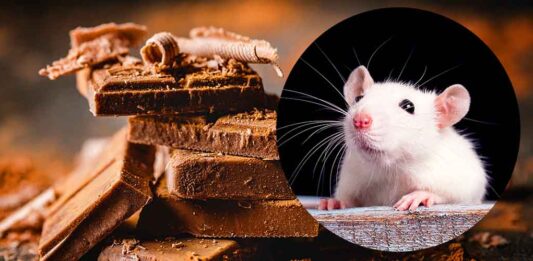 Can Rats Eat Chocolate? Can My Pet Rat Have Chocolate As A Treat?