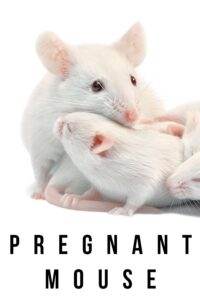 Pregnant Mouse - What To Expect And How To Care For Her
