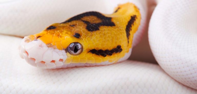 Ball Python Names - Over 300 Funny, Cool, And Cute Ideas