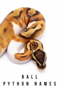 Ball Python Names - Over 300 Funny, Cool, And Cute Ideas