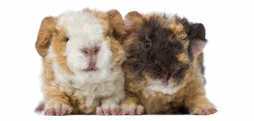 Alpaca Guinea Pig - Complete Guide To The Alpaca Breed