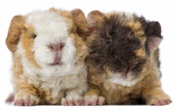 Guinea Pigs Archives - Squeaks and Nibbles