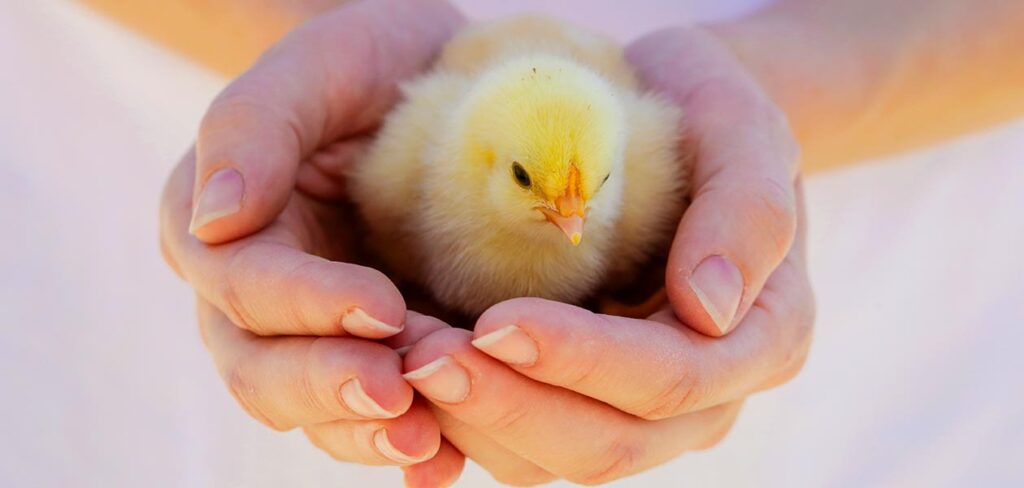 Baby Chicken - What To Expect From Egg To 8 Weeks Old