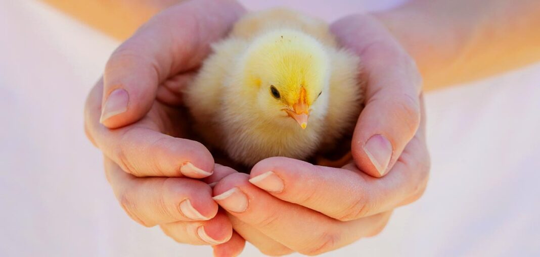 Baby Chicken - What To Expect From Egg To 8 Weeks Old