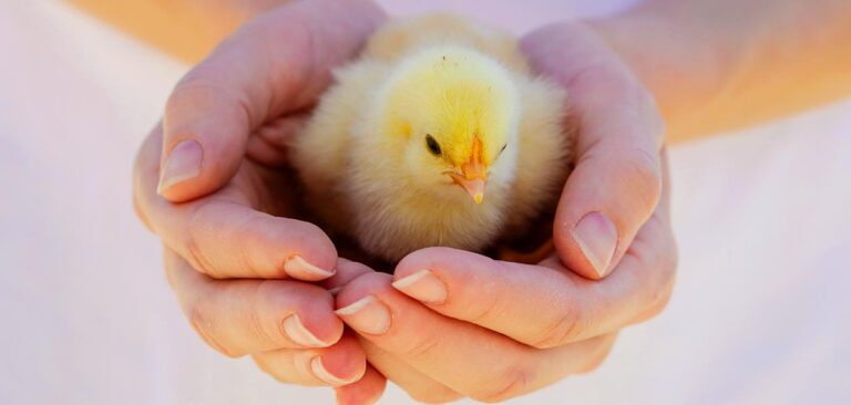 Baby Chicken - What To Expect From Egg To 8 Weeks Old