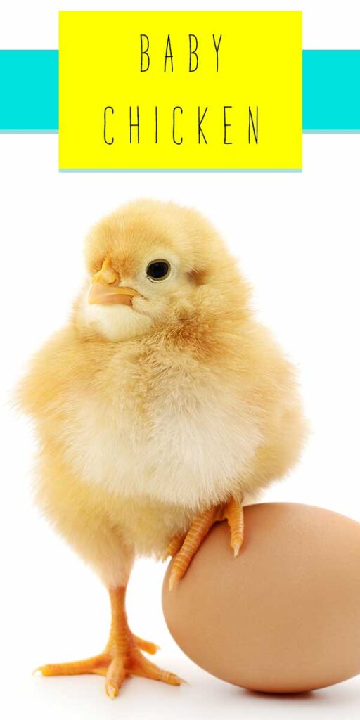 Baby Chicken - What To Expect From Egg To 8 Weeks Old