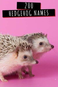 Hedgehog Names - 200 Amazing Ideas For Naming Your Prickly Pal