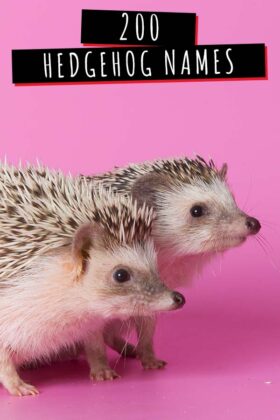 Hedgehog Names - 200 Amazing Ideas For Naming Your Prickly Pal