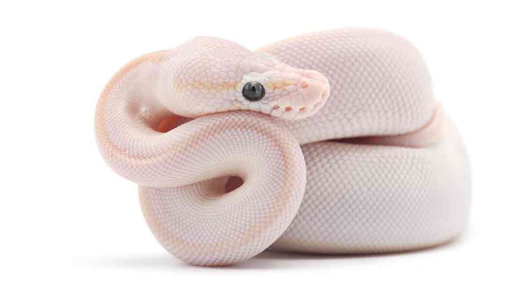Ball Python Names - Over 300 Funny, Cool, And Cute Ideas