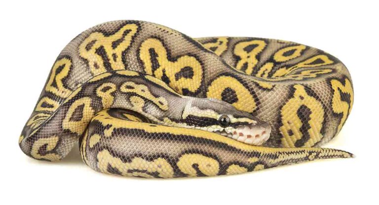 Ball Python Names - Over 300 Funny, Cool, And Cute Ideas