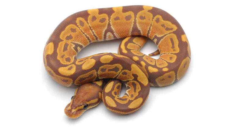 Ball Python Names - Over 300 Funny, Cool, And Cute Ideas