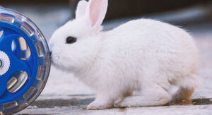 Why Do Rabbits Nudge Things? Unlocking The Secrets Of Nose Bonking