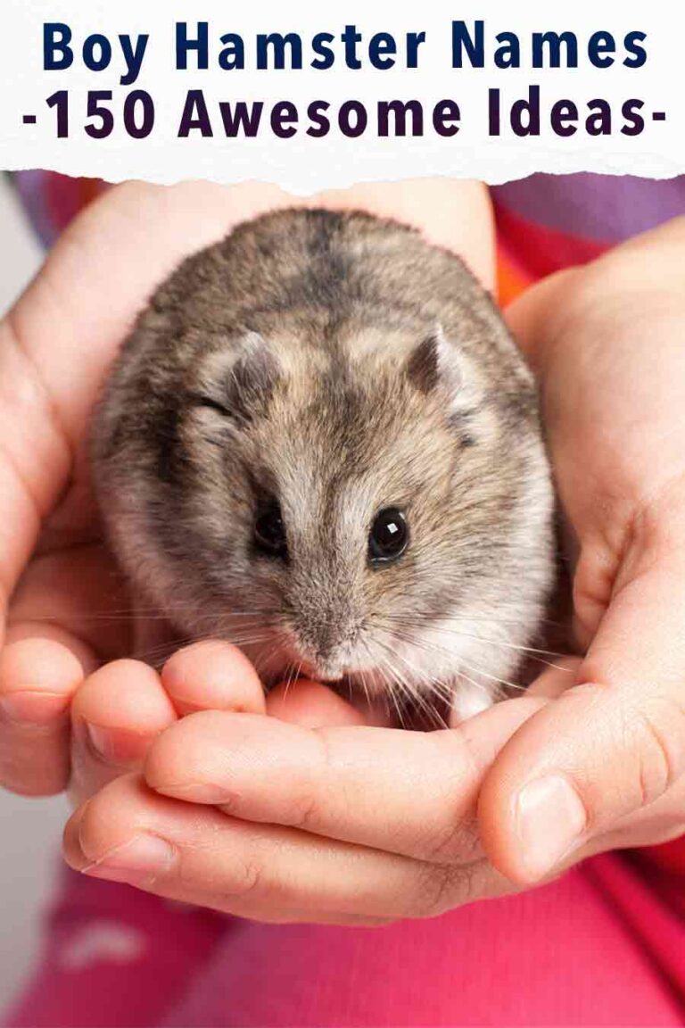 500 Boy Hamster Names - The Best Options For All Male Hamsters