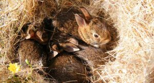 Why Do Rabbits Bury Their Babies Under Grass And Leaves?