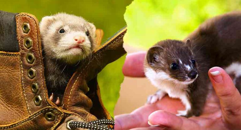 Weasel Vs Ferret - How To Tell One From The Other