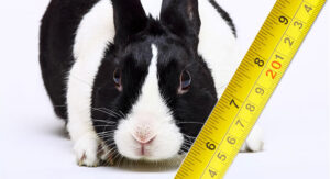 How Big Do Dutch Rabbits Get? Tracking Dutch Bunny Growth