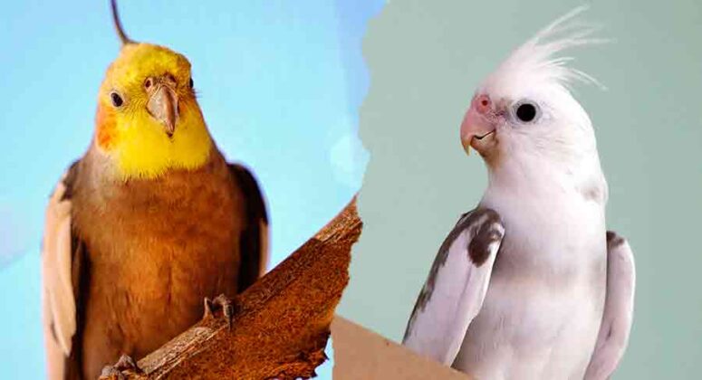 Types Of Cockatiels - How To Choose The Best One For You