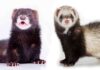 Ferret Names: Over 250 of the Best Names For Ferrets
