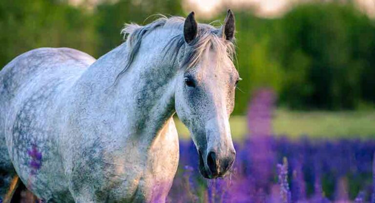 Grey Horse Names - Over 160 Ideas For Beautiful Grey Horses