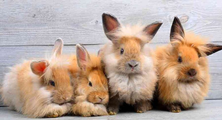 Long Haired Bunny - 14 Fluffy Breeds To Fall In Love With!