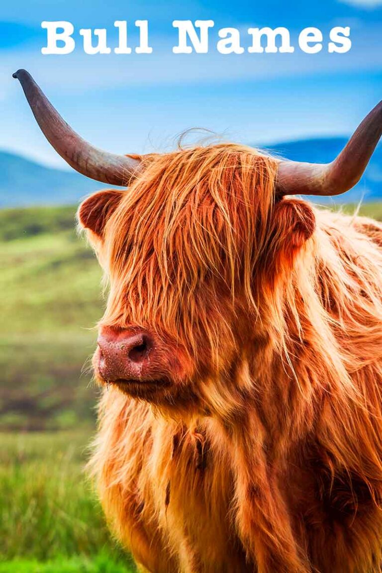 Bull Names - 170 Brilliant Suggestions For Mighty Bulls!