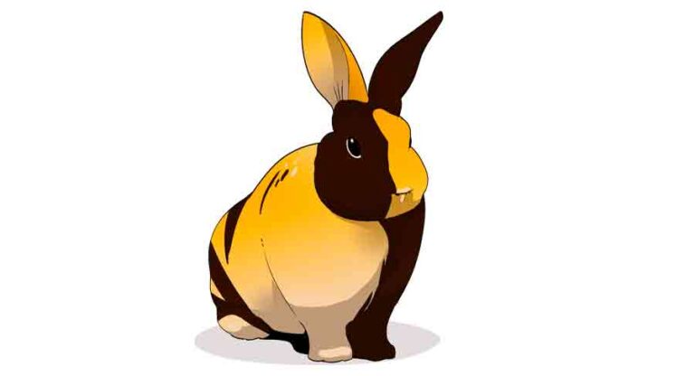 Harlequin Rabbit - The Remarkable Checkerboard Bunny