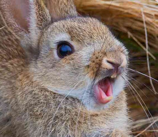 Pet Rabbits Archives - Page 4 of 13 - Squeaks and Nibbles