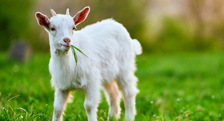 Boy Goat Names - 200 Ideas For Your New Male Goat