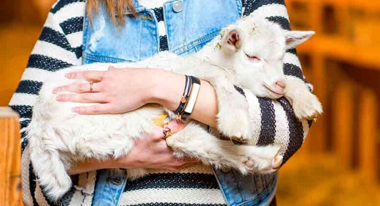 Female Goat Names - Over 200 Names For Nanny Goats