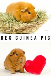 Rex Guinea Pig - The Teddy Cavy's Great British Rival