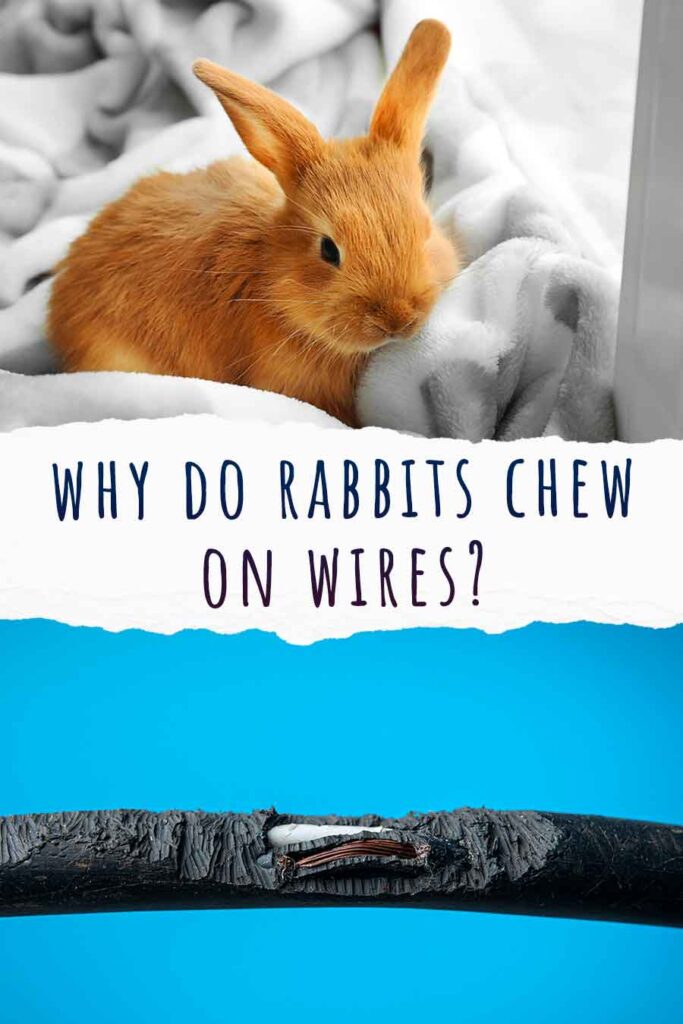 Why Do Rabbits Chew On Wires How To Redirect Destructive Chewing