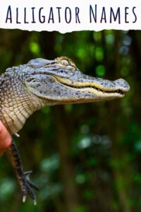 180 Awesome Alligator Names (Which Could Also Work On Crocodiles!)