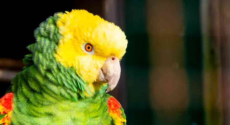 Parrot names – 300 ideas from Macaws to African Greys