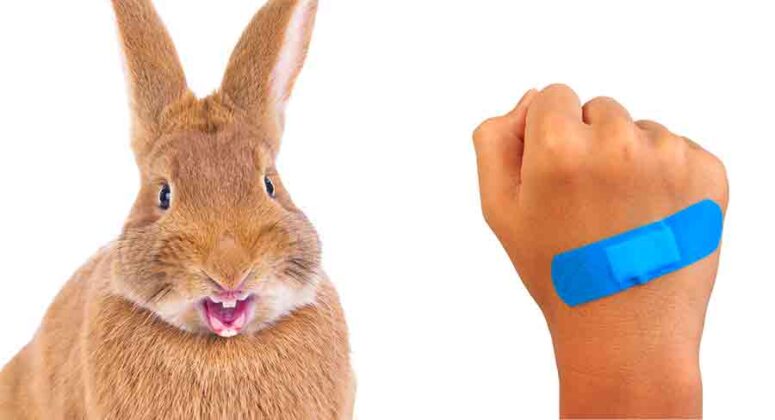 Why Do Rabbits Bite, And How Can You Stop Them?