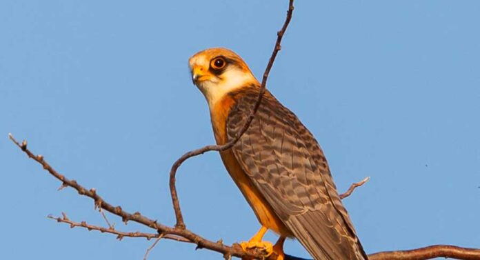 All About The Thirty Nine Fascinating Types of Falcon