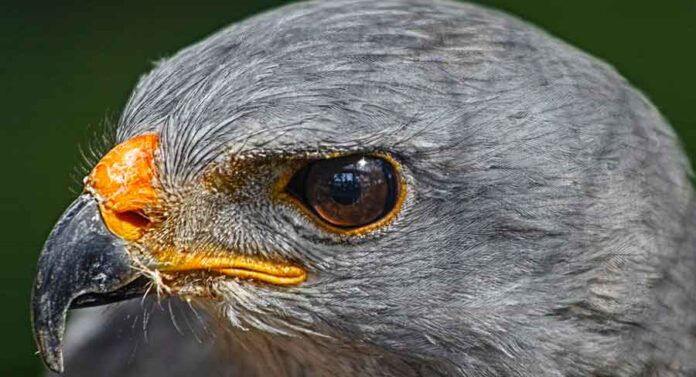 All About The Thirty Nine Fascinating Types of Falcon