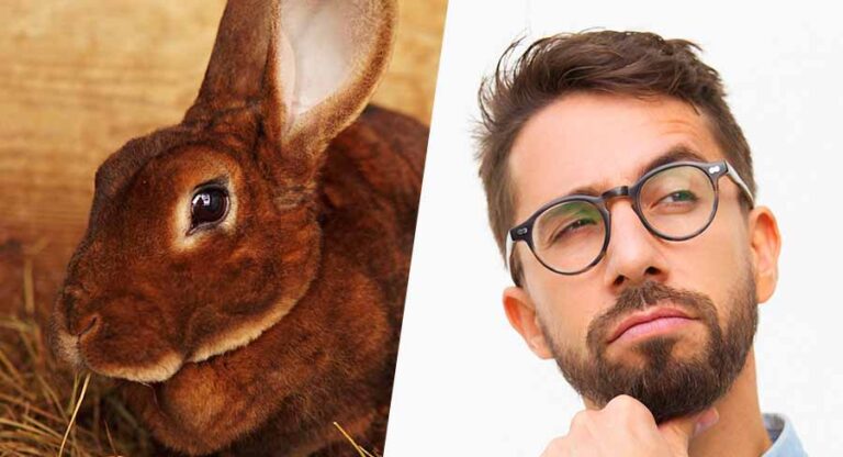 How Big Do Rex Rabbits Get? Rex And Mini Rex Sizes