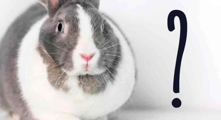 Dewlap Rabbit - Does Your Bunny Have A Double Chin?