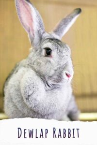 Dewlap Rabbit - Does Your Bunny Have A Double Chin?
