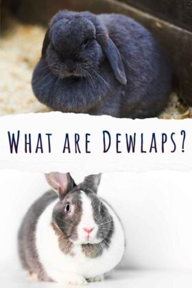 Dewlap Rabbit - Does Your Bunny Have A Double Chin?