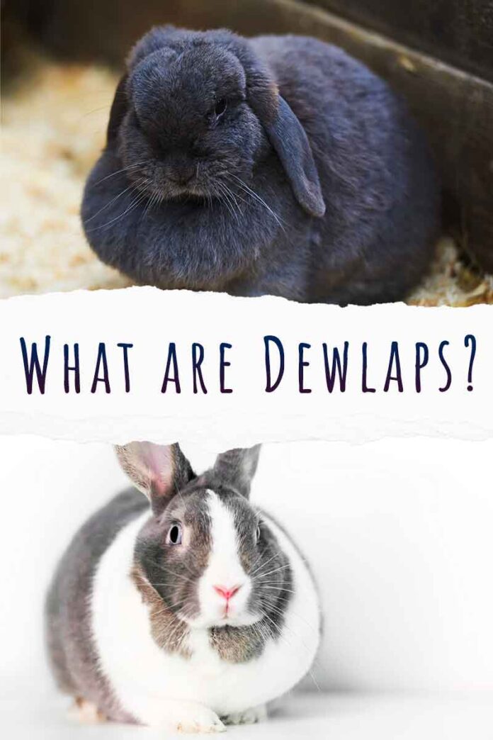 Dewlap Rabbit - Does Your Bunny Have A Double Chin?