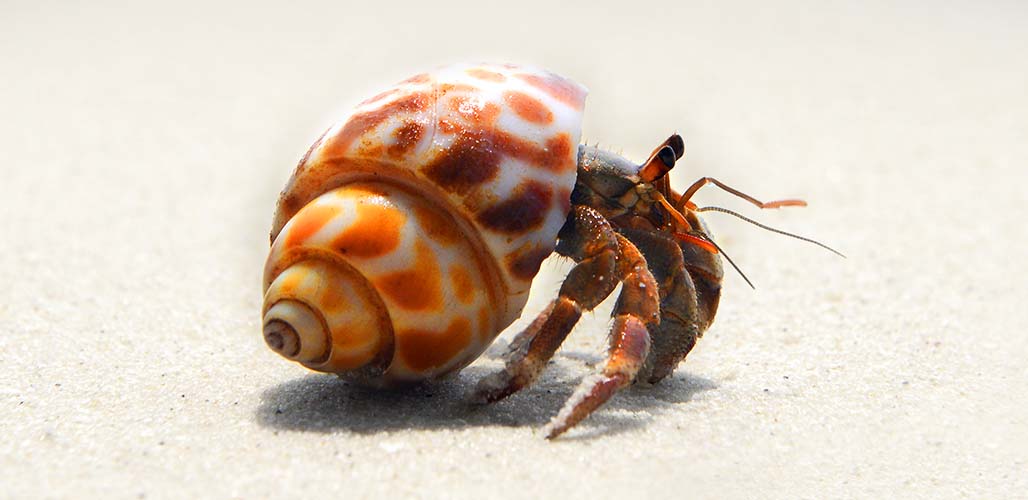 Hermit Crab Names Cute Ideas For Pets And Plushies Hermit Crab Names Cute Ideas For Pets And Plushies