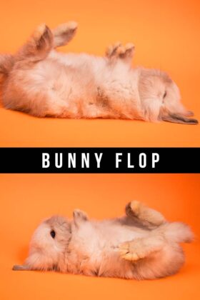 Bunny Flop - What Does It Mean When Rabbits Flop Over?