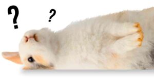 Bunny Flop - What Does It Mean When Rabbits Flop Over?