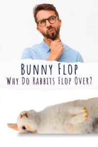 Bunny Flop - What Does It Mean When Rabbits Flop Over?