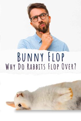 Bunny Flop - What Does It Mean When Rabbits Flop Over?