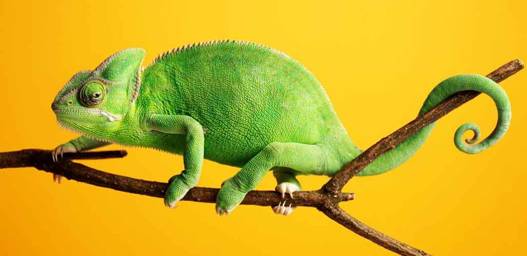 Chameleon Names - Over 175 Funny, Cute, And Cool Ideas