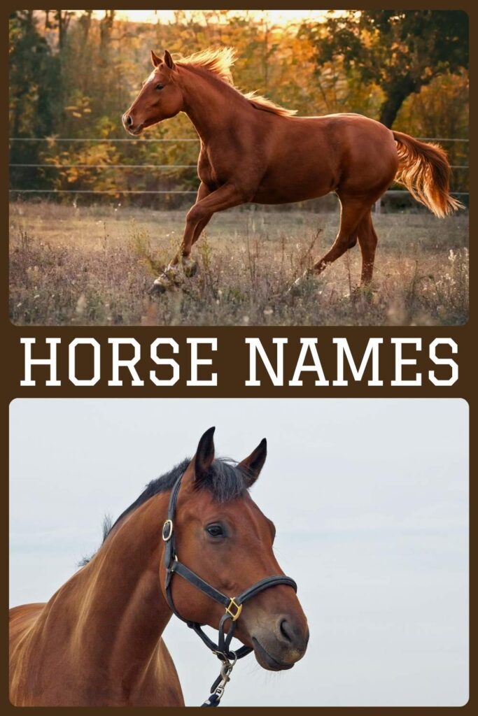 Horse Names - 350 Top Ideas For Naming Your Horse