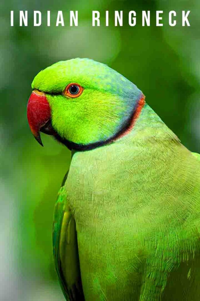 Indian Ringneck Parrot - Squeaks and Nibbles