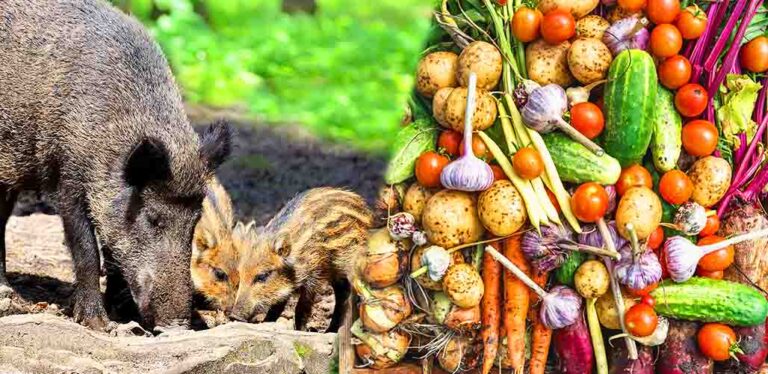 What Do Wild Boars Eat And Do They Have A Favorite Snack?